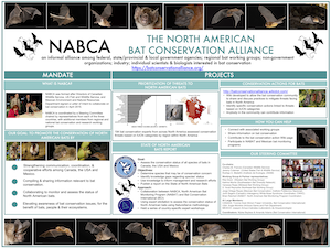 Networks – GBatNet